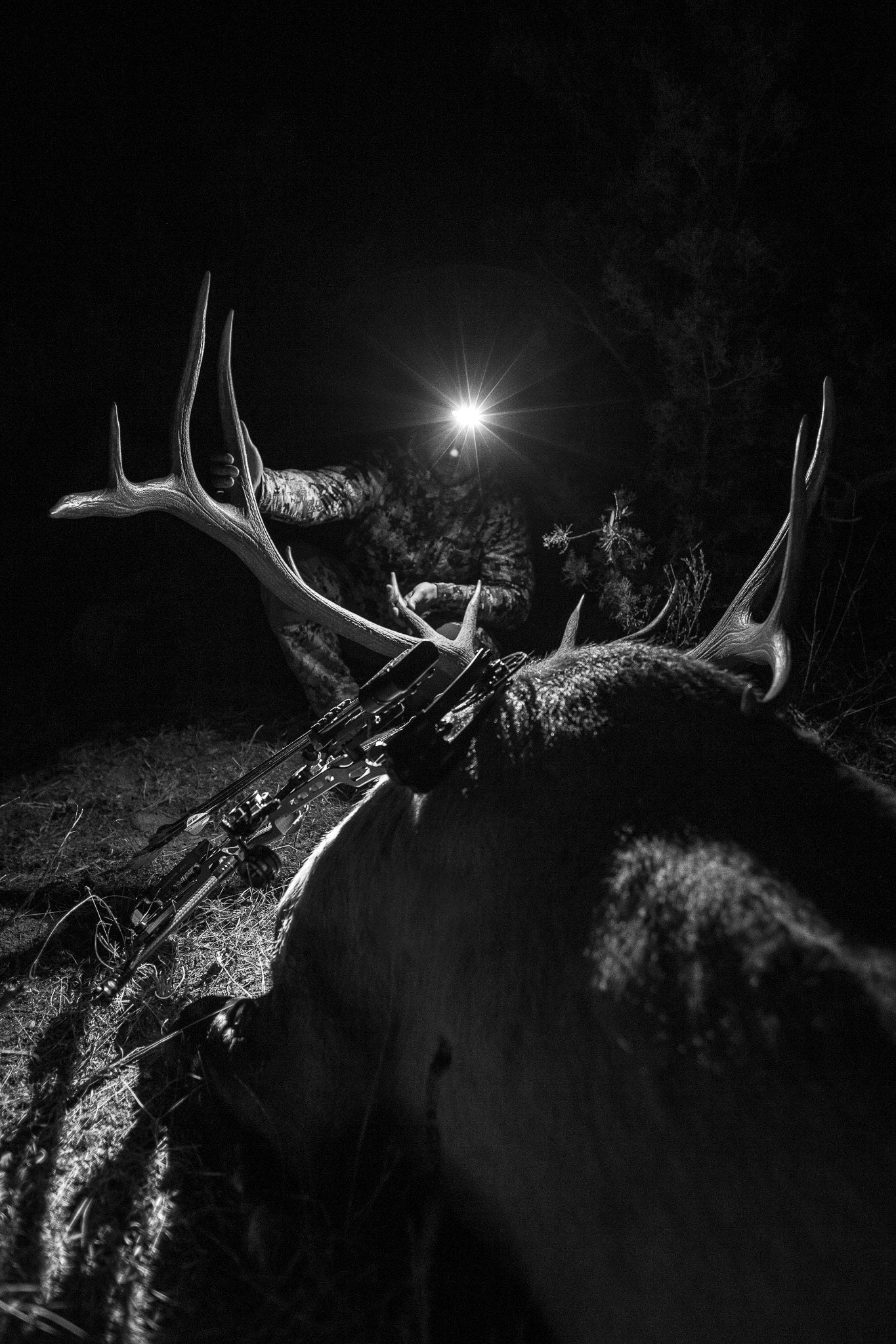 BUZZER BEATER BULL – Mathews Archery