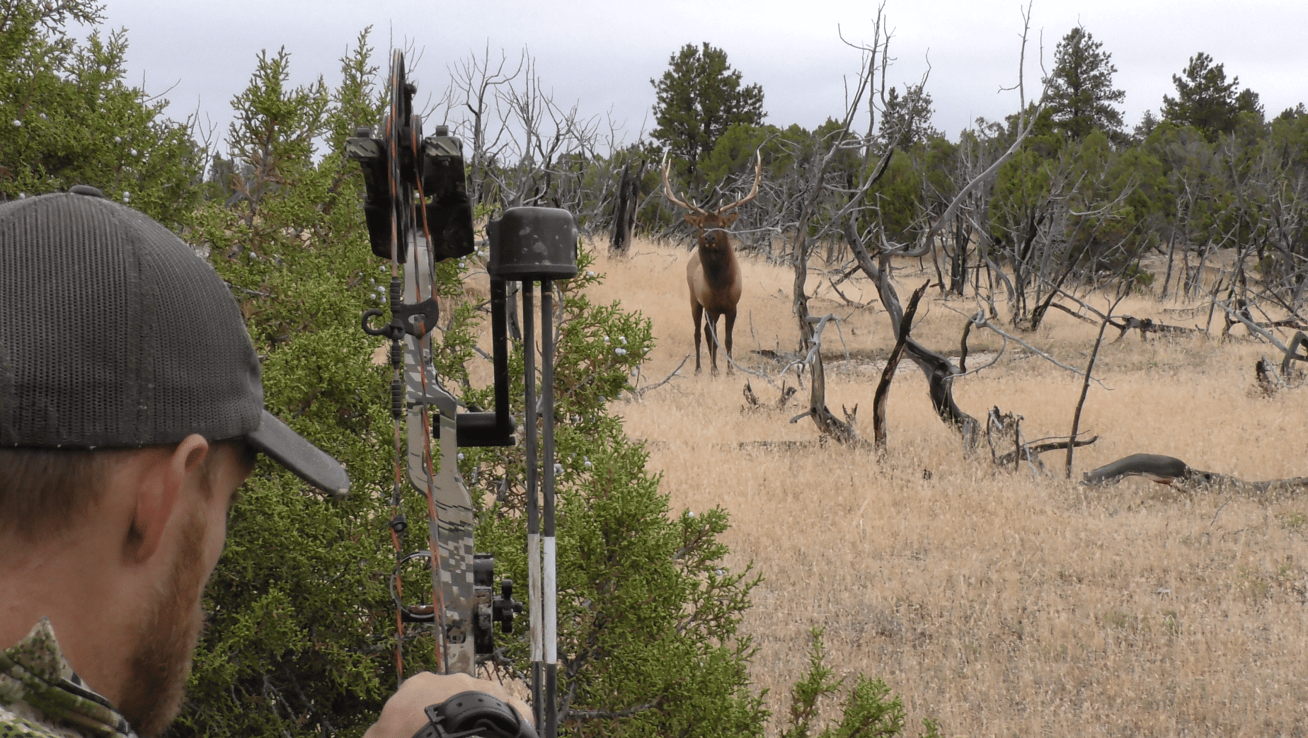 MODERN ELK TACTICS IN OTC AREAS – Mathews Archery
